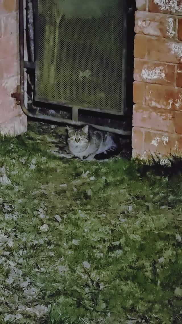 Сергей и Алиса | История двух сердец | Дачные видеозарисовки | Обитатели дачи | Часть 4