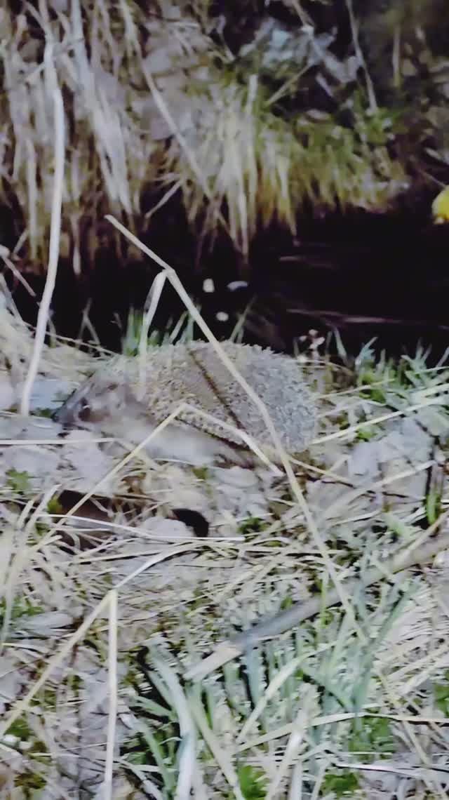 Сергей и Алиса | История двух сердец | Дачные видеозарисовки | Обитатели дачи | Часть 3