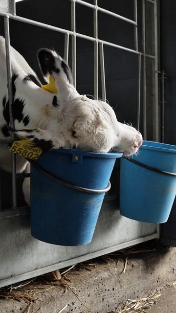 Зима на ферме 🐮❄️