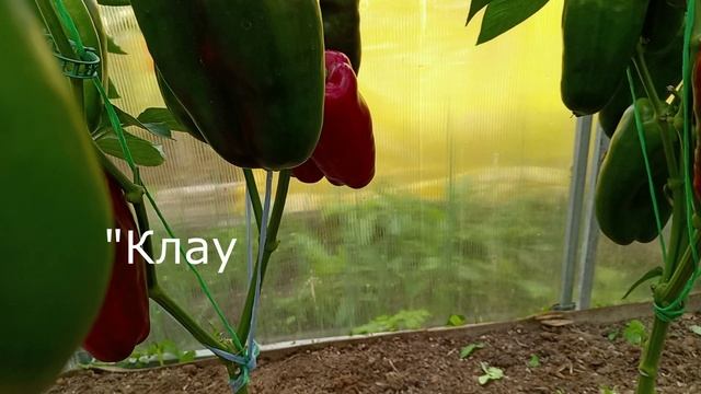 КРАСНЫЕ ПЕРЦЫ.  "КЛАУДИО".