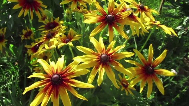 Рудбекия многолетняя - отличное решение для малоуходного цветника, делюсь секретами выращивания
