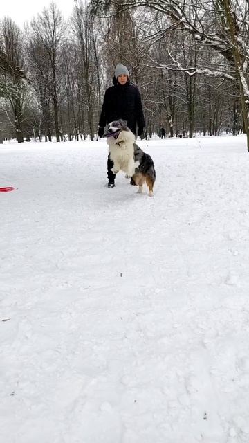 АО Принц - бабочка