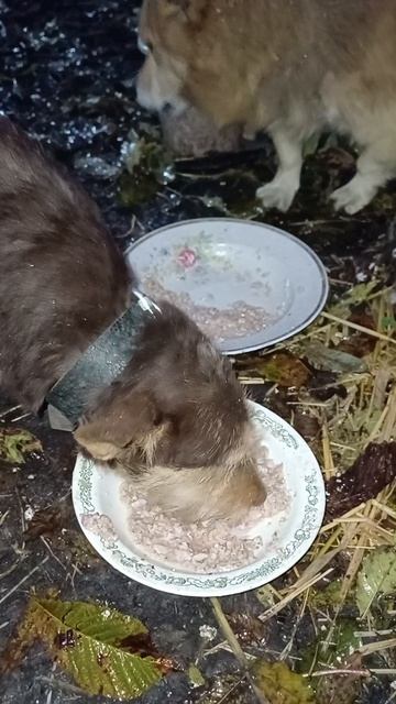 Каштанка и Рекс ужинают кашей