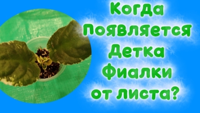 Через какое время отрастают детка от листа фиалки?