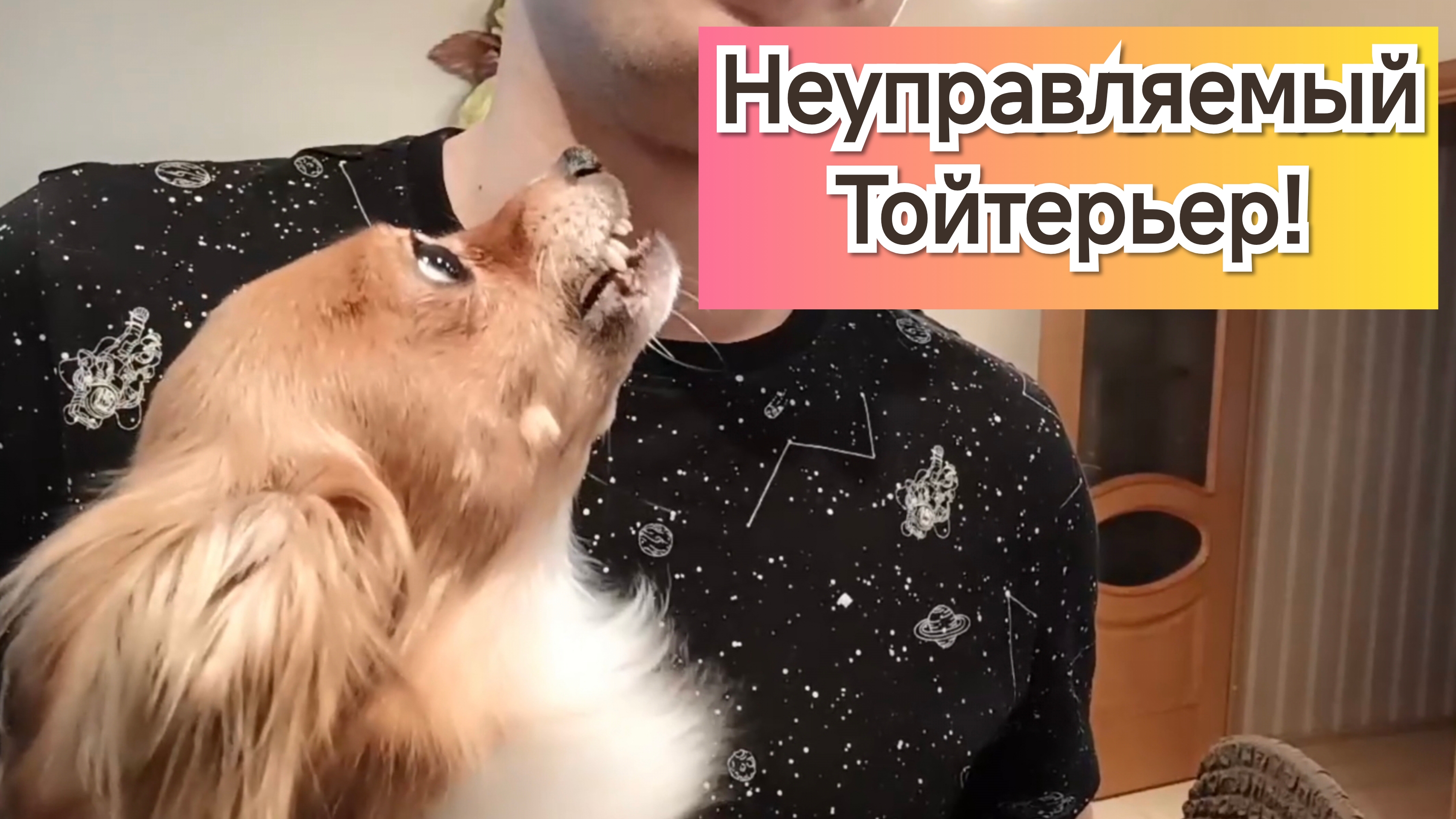 Нападение собаки на человека🆘 Всё что нужна знать о Той-терьерах😂#русскийтой #йоркширскийтерьер