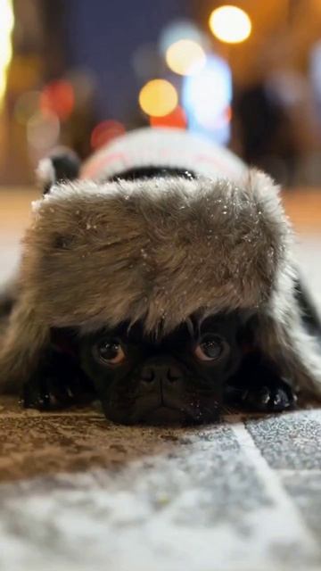 знакомство с Денди