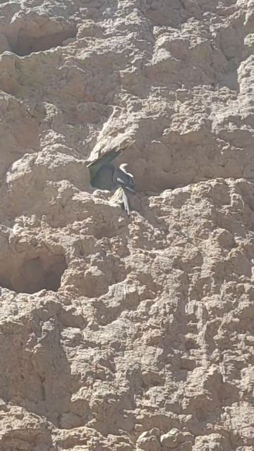 Птички любят друг друга под STATUS QUO