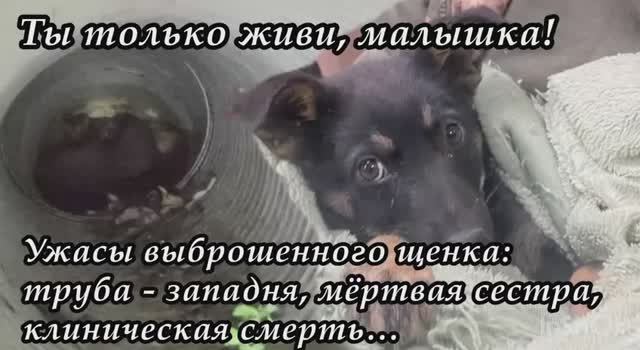 Ужасы выброшенного щенка: труба — западня, мёртвая сестра, клиническая смерть...