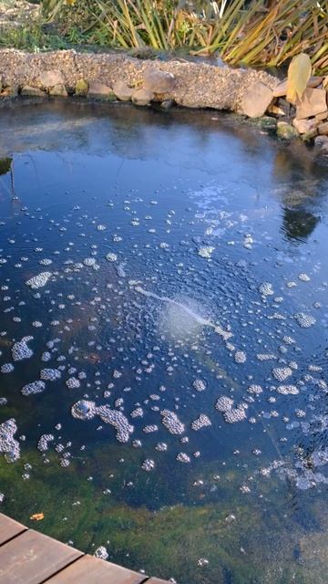 Зимняя аэрация пруда с карпами Кои - как лучше для рыб? Где баланс температуры/кислорода в воде?