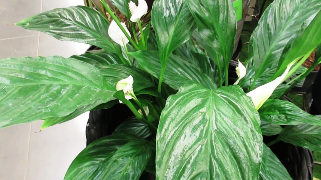 Цветок Женское счастье Спатифиллум будет пышно цвести при соблюдении 5 правил ухода