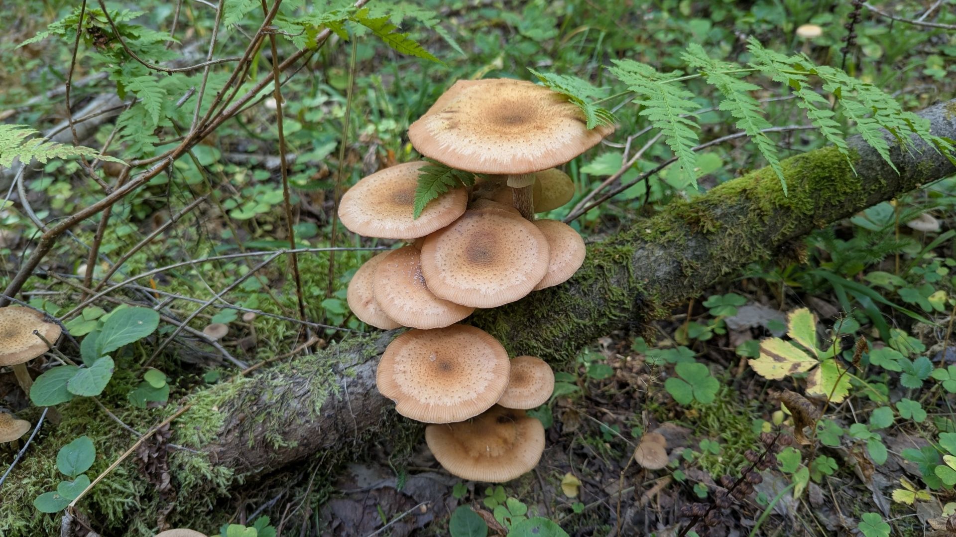 Опёнок северный (Armillaria borealis). Как выглядит гриб на месте произрастания.