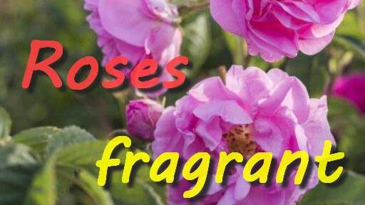 Посадка розы в ореховый спас.