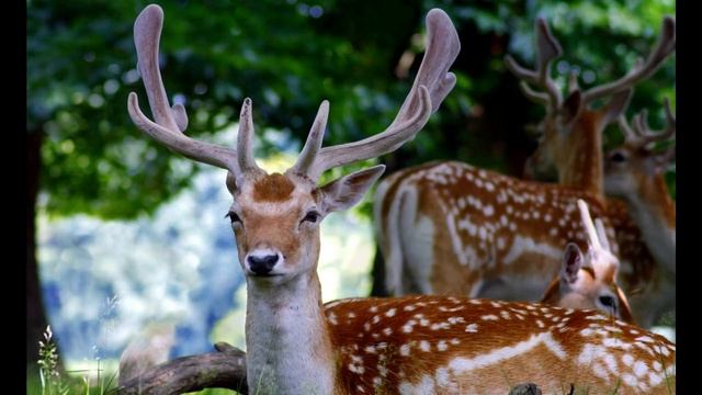 Царица подиума