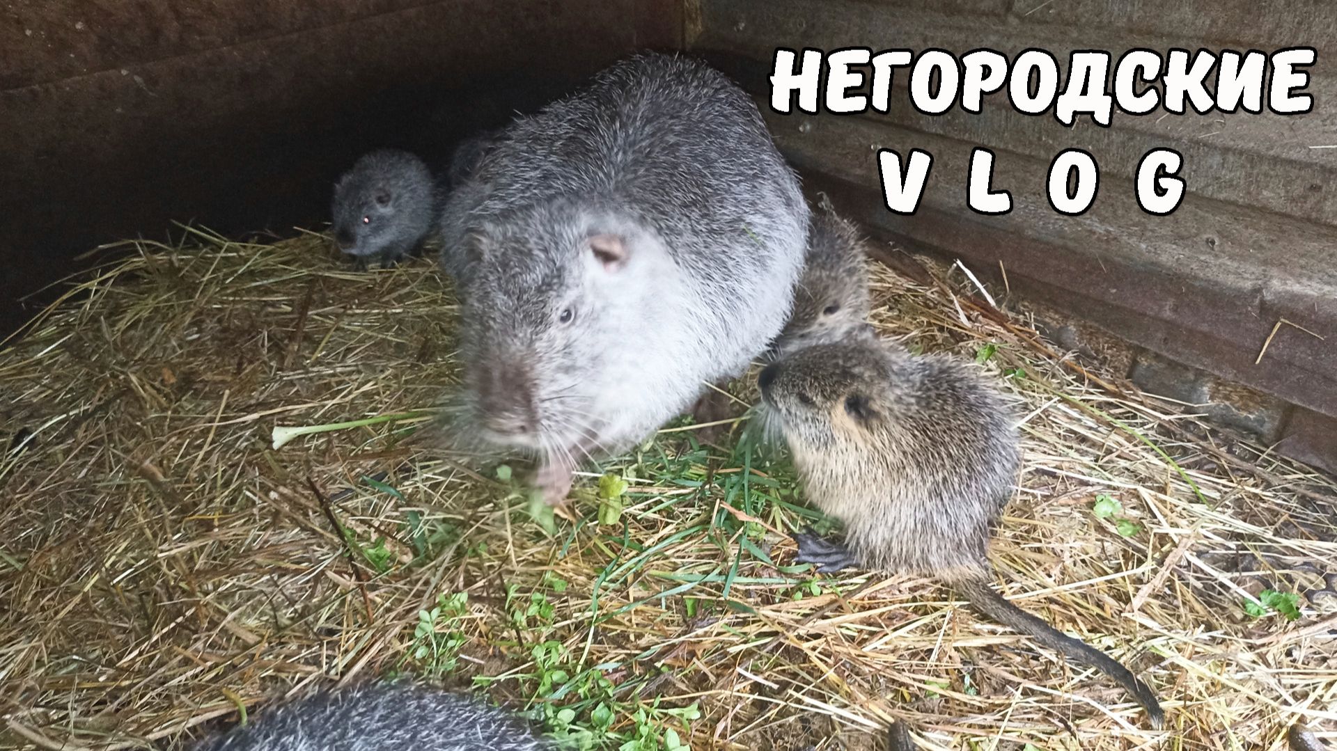 Зелень для НУТРИЙ в декабре. 12.12.25