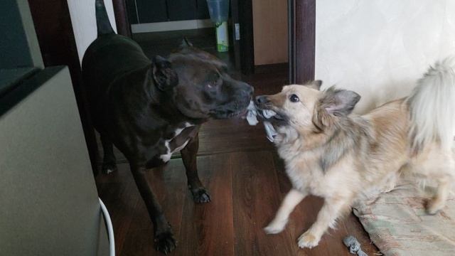 страсти по тряпочке