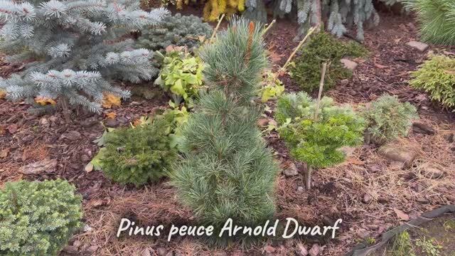 Pinus peuce Arnold Dwarf