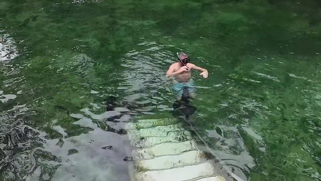 Поплавал с Ламантинами во Флориде - (PGLive)