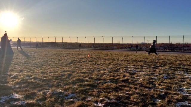 1 Отл. КЧК ЭРИКА 2 из Белого Яра +++ №66. САНКТ-ПЕТЕРБУРГ 12 декабря`25 Моно немецких овчарок