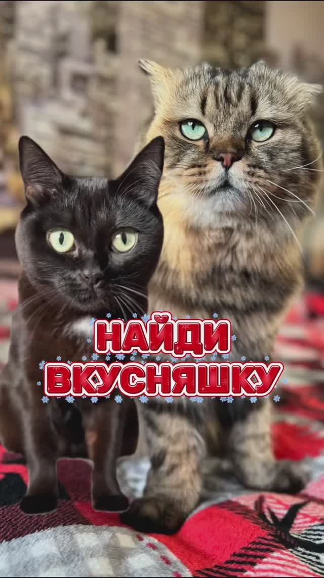 Кто быстрее найдет вкусняшку😸 #кот #кошка #игра