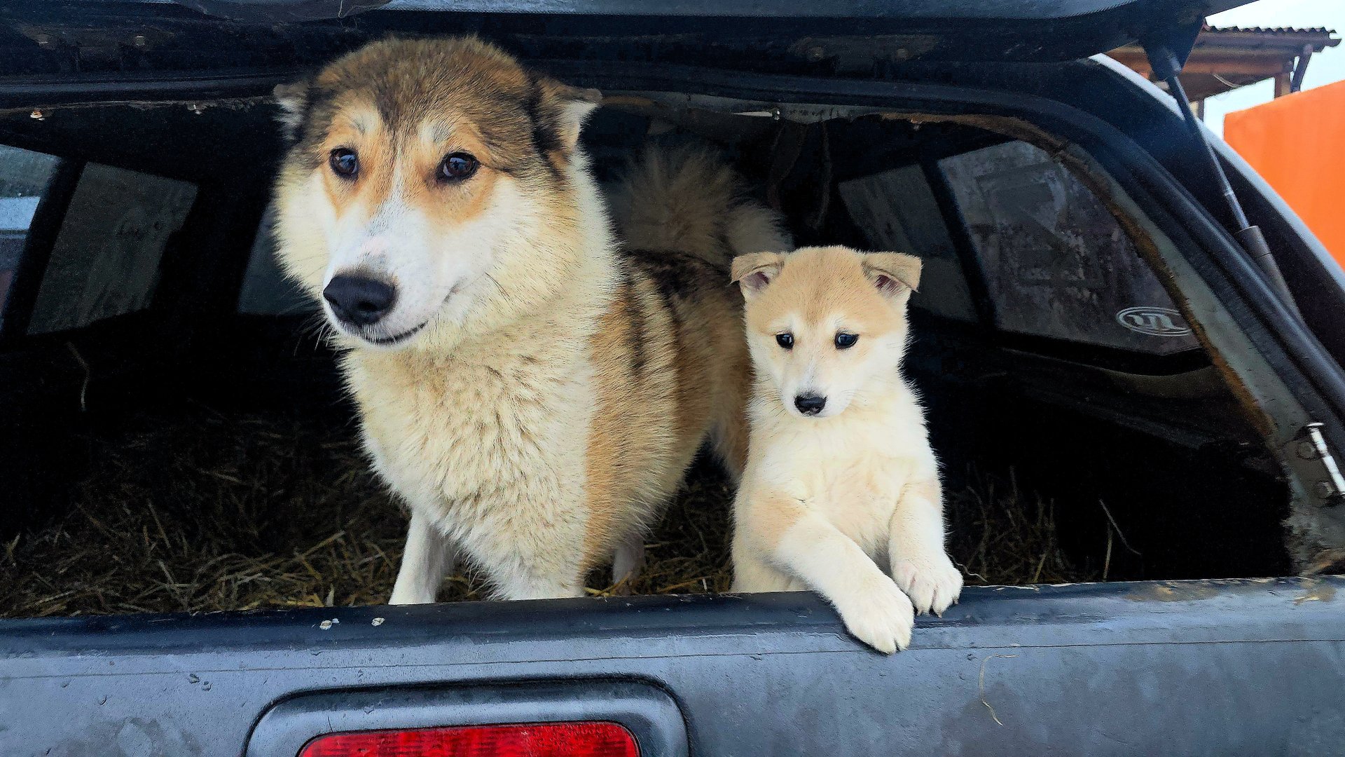 Отправил щенка на поезд