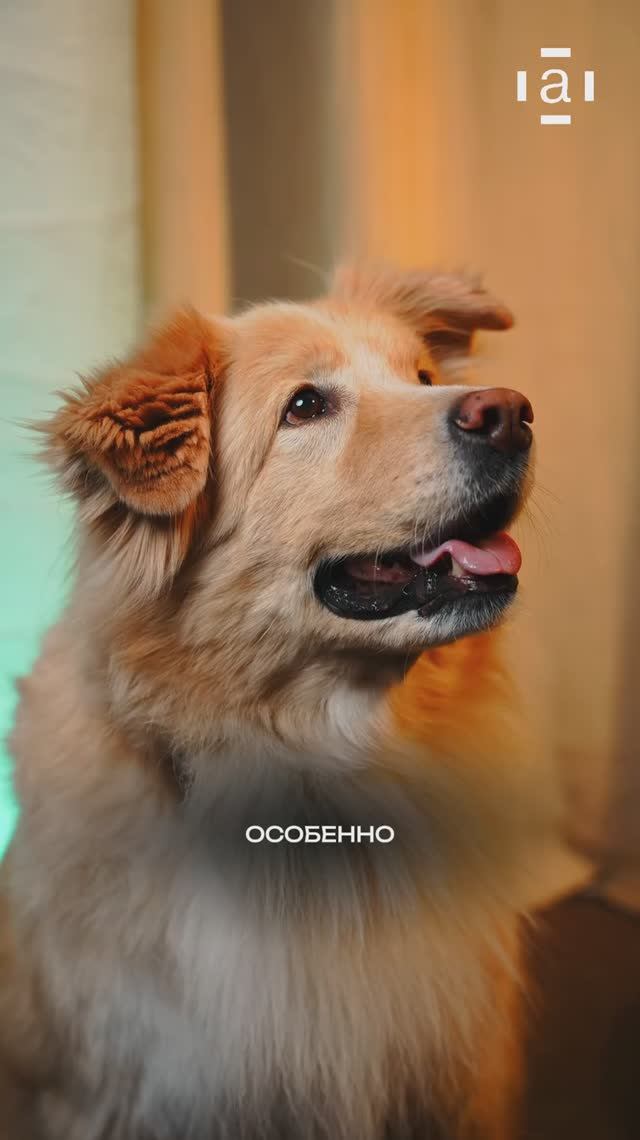 Как сохранить суставы собаки здоровыми?