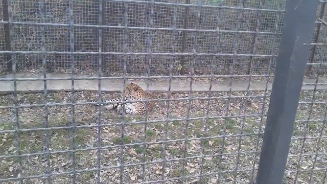 Парк львов _Тайган_. 🦁🦁🦁🦁🦁. 4