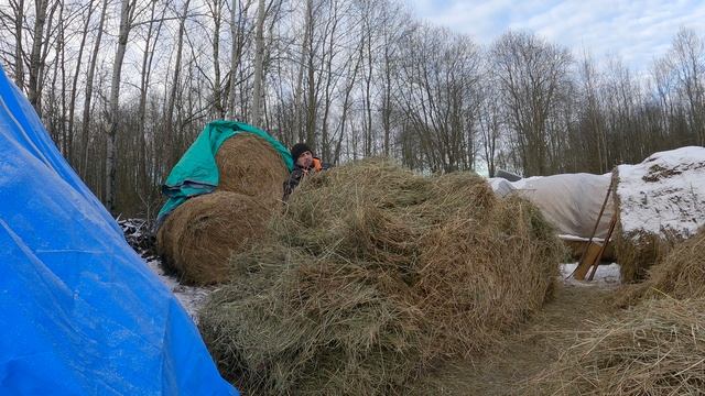 Сена похоже не хватит, морозы и дожди декабря, пастбище расширяется и деревенские будни!
