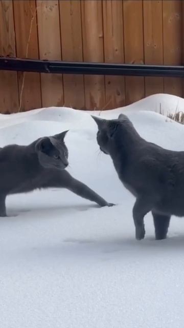 Дружище, привет! Далеко путь держишь?