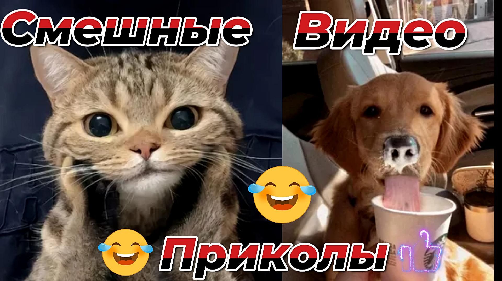 Смешные видео приколы|Коты и собаки|Юмор и Приколы.