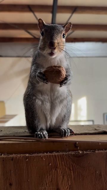 О реакции на конкурента