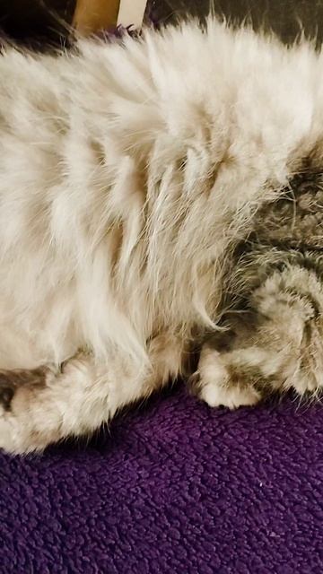 подпишитесь на канал Если хотите себе такую же кошку.mp4