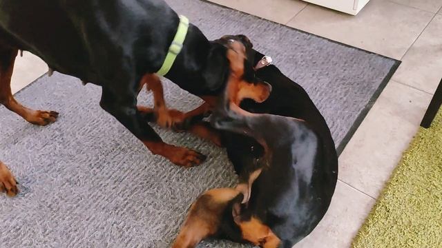 Щенки добермана в питомнике Москвы и города Подольск. Элегантные собаки породы доберман.