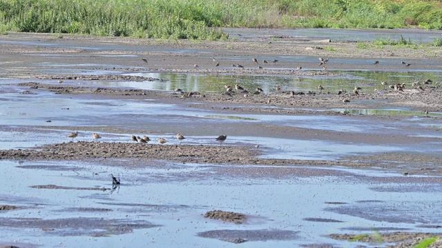 Кулики-Турухтаны