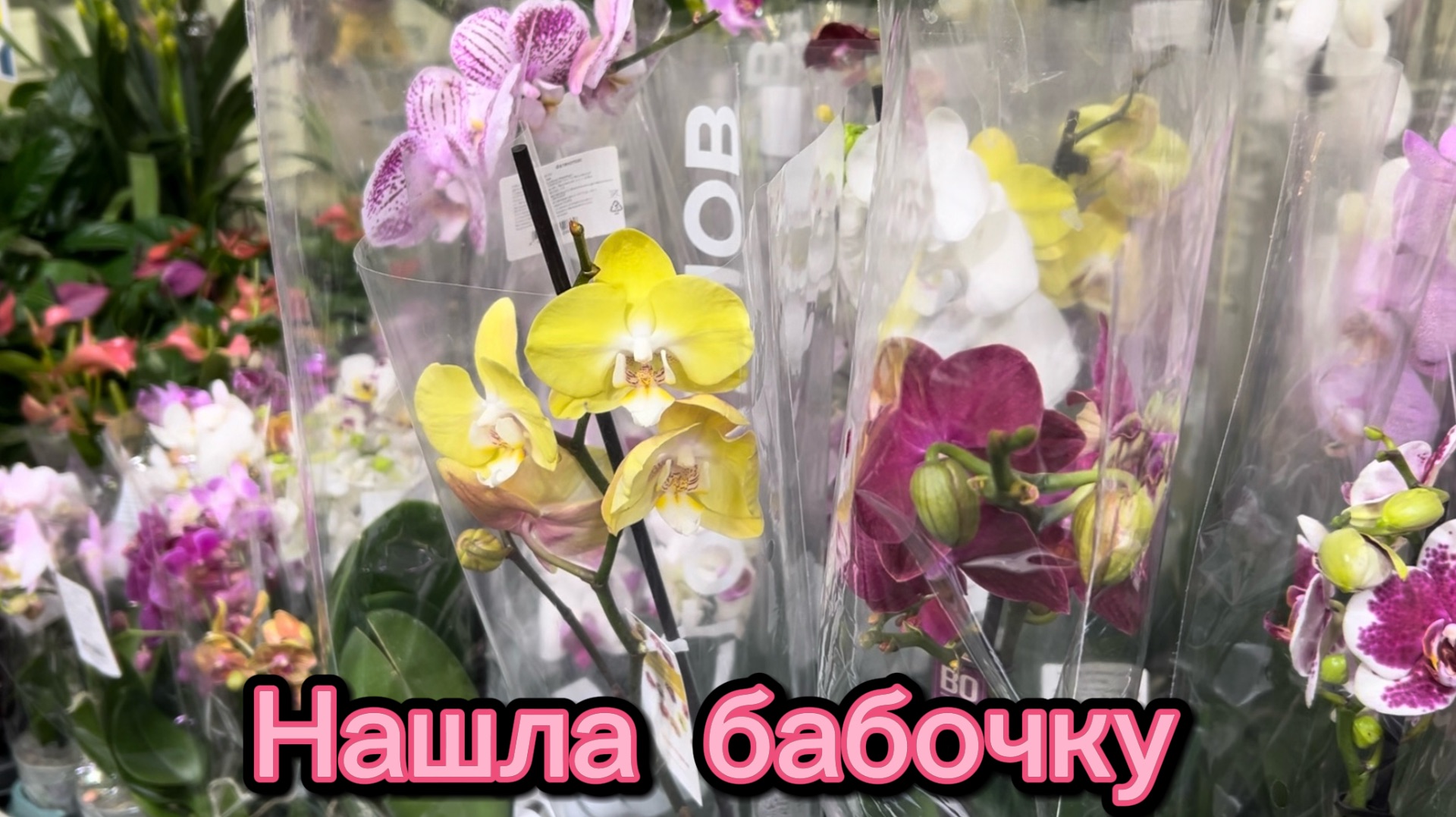 Очень КРУТОЙ завоз ОрХиДеЙ в строительный магазин 😍 #орхидеи