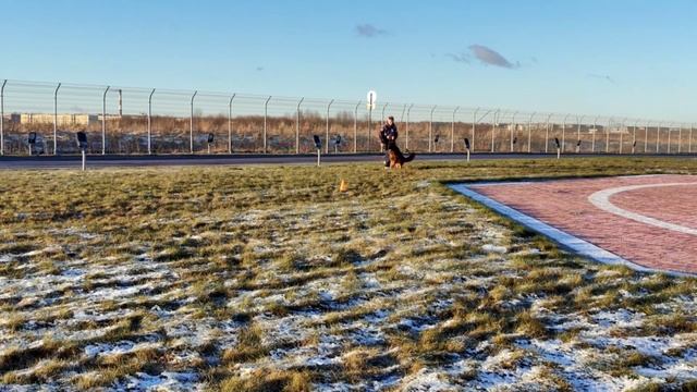 2 Отл. СС Djelari Hil OMAR SI +++ №81. САНКТ-ПЕТЕРБУРГ 12 декабря`25 Моно немецких овчарок