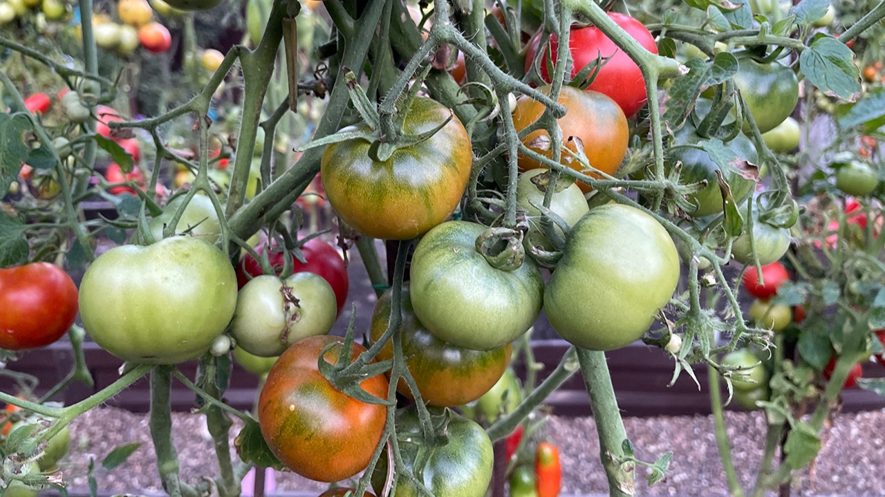 Самые скороспелые, ранние сорта томатов для 2026