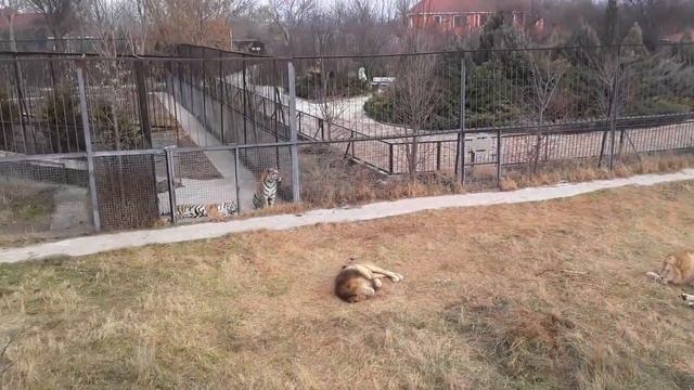 Парк львов _Тайган_.🦁🦁🦁🦁🦁. 3