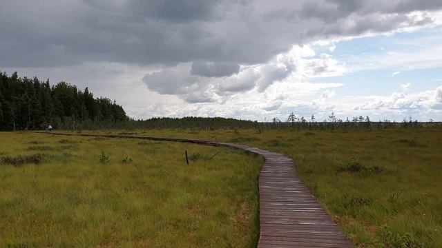 Сестрорецкое болото. Красивые пейзажи. Прогулка по экотропе.