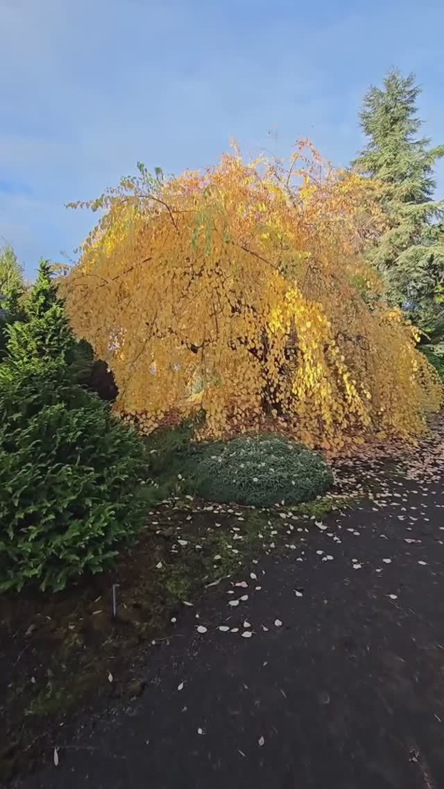 Cercidiphyllum japonicum ‘Morioka Weeping’