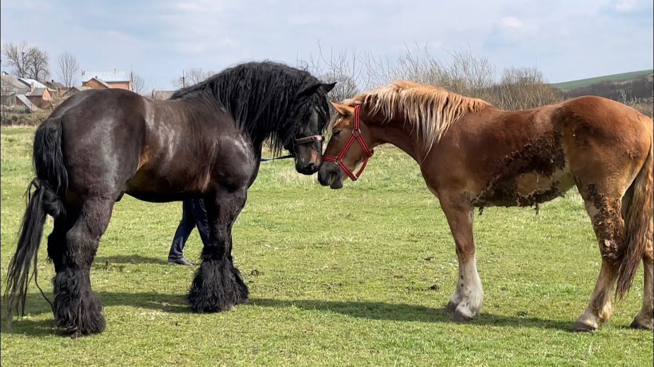 Богатырские Кони: Самые Сильные Лошади на Планете Земля