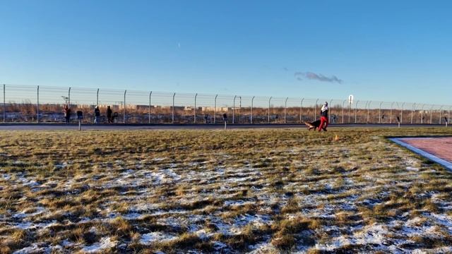 3 Отл. Leiksaid DARIUS JUMAL JURENDAB +++ №83. САНКТ-ПЕТЕРБУРГ 12 декабря`25 Моно немецких овчарок