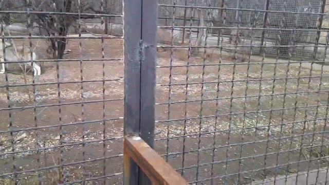 Парк львов _Тайган_. 🦁🦁🦁🦁🦁. 6