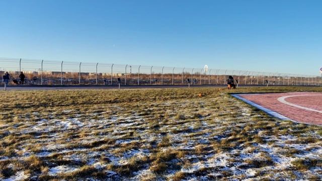 1 Оч/хор ВИВЬЕН ЛИ им №65. САНКТ-ПЕТЕРБУРГ 12 декабря`25 Моно немецких овчарок