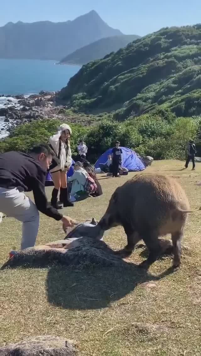 Кабан - хулиган, обокрал туристов!