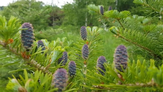Выбирайте корейскую пихту по шишкам! (не все они зелёные ) 19.06.2022.