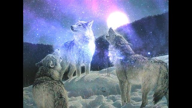 Разговор с волчицей