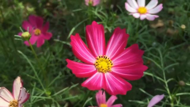 Г. Флорес,  Песня петушка.  G. Flores, Song of the cockerel