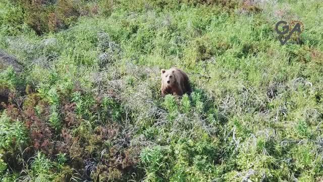 TRAVEL | Камчатка. Мы и медведь, медведь и квадрокоптер