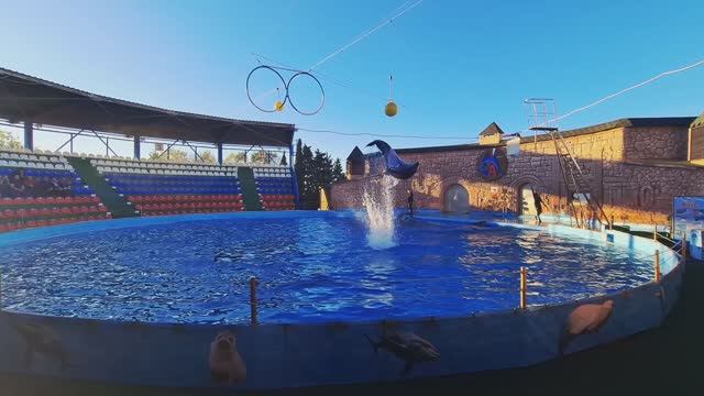 Сочи в декабре. Дельфинарий.Адлер. День 2, ч.2