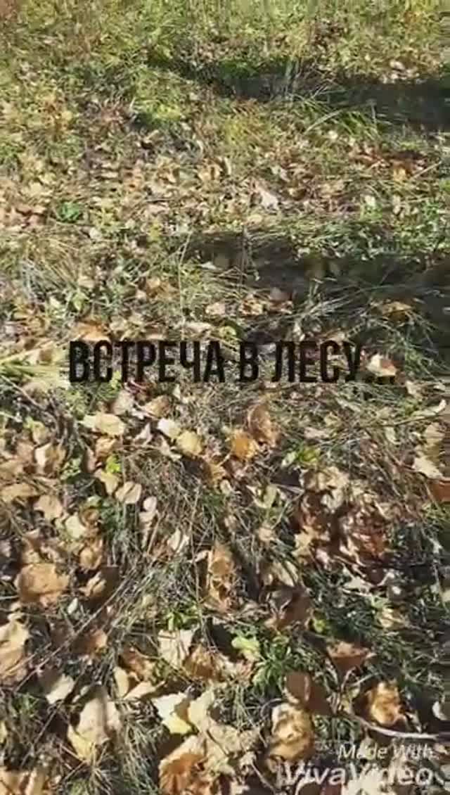 Встреча в лесу!)